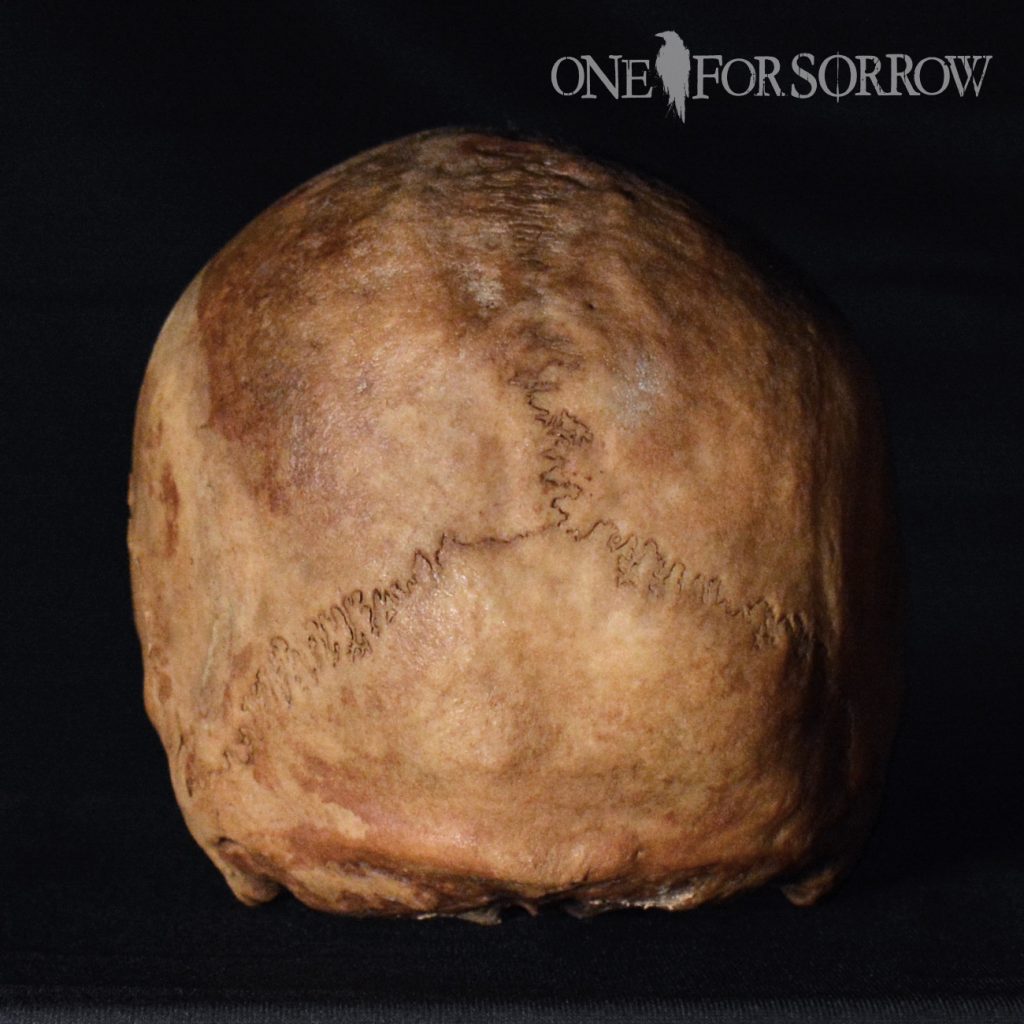 Human Skull - 14SRW3 - One For Sorrow Tattoo Parlour